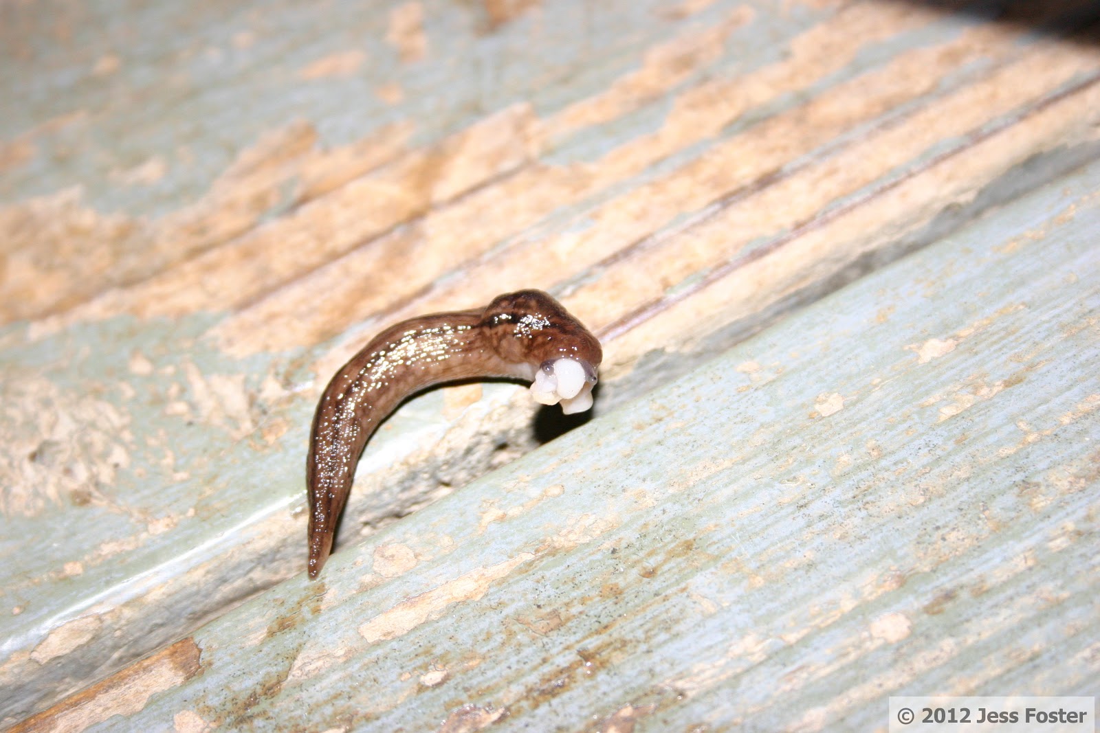 Sluggin' Along: Infected Slugs: Case #5