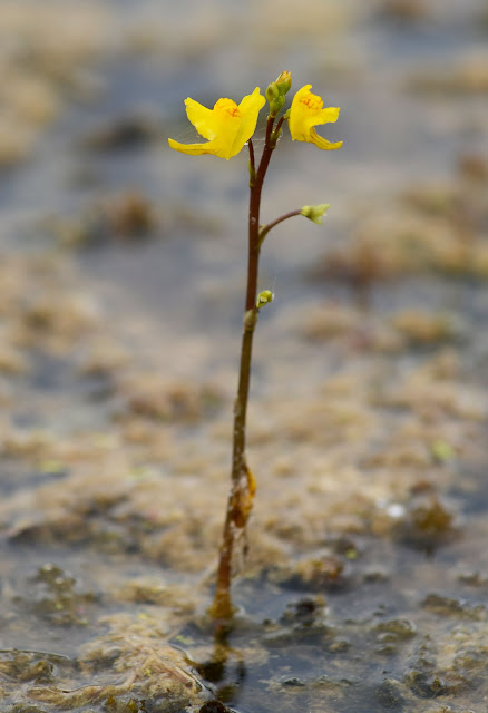 Indiana Plant A Day: Common Bladderwort