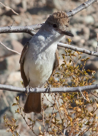 Urban Wilderness: Phoenix: it’s a desert out here!