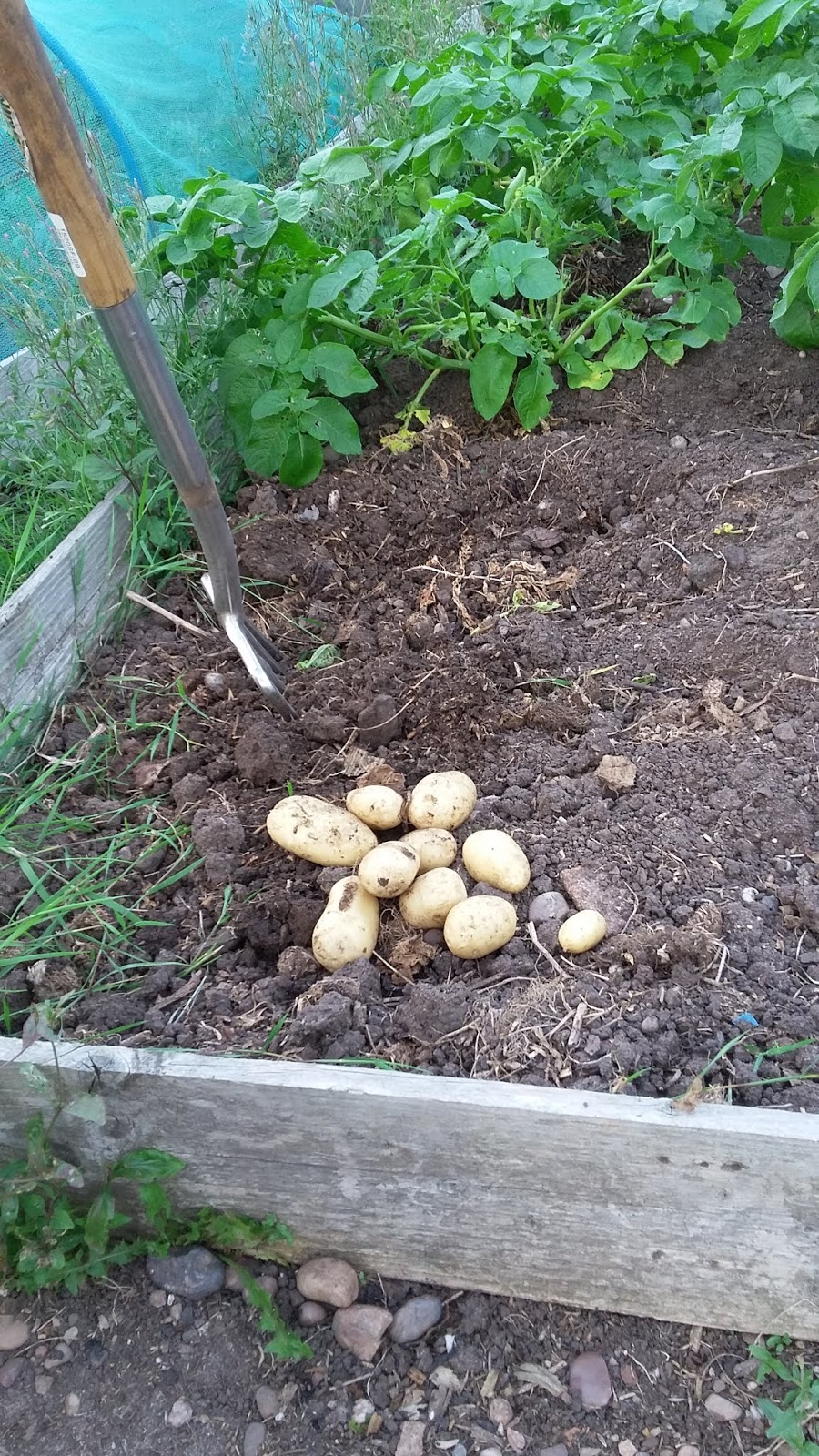 Hazel and Jane's allotment: Catching up on the Plot - July 2017