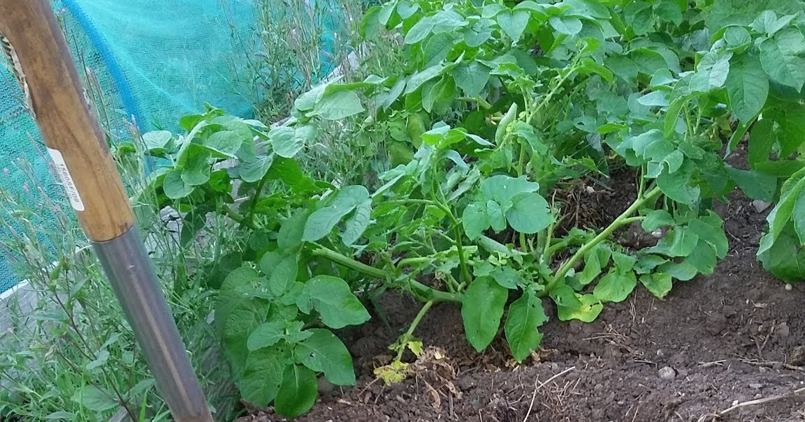 Hazel and Jane's allotment: Catching up on the Plot - July 2017