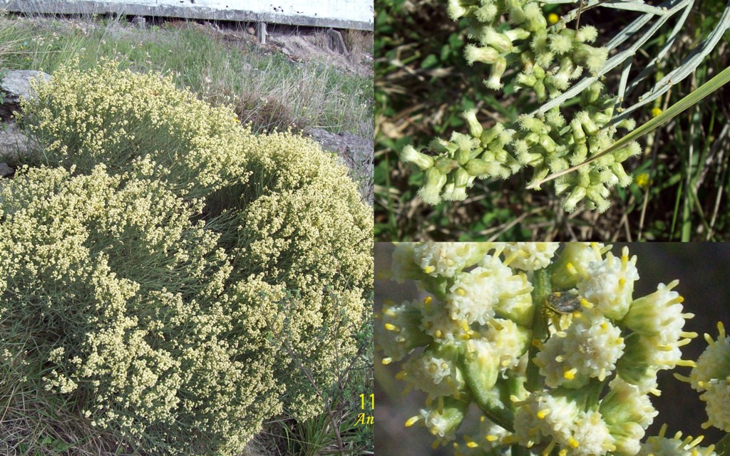 FOTOS DE FLORA NATIVA Y ADVENTICIAS DE URUGUAY : Baccharis articulata ...