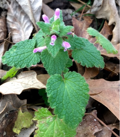 The Foraged Foodie: Deadnettle and Henbit: two edible, medicinal herbal ...