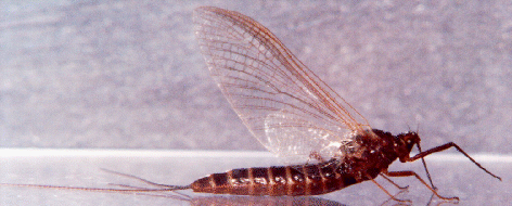 Grumbles and Grins by Karen Bessey Pease: David vs. Goliath, and a ...