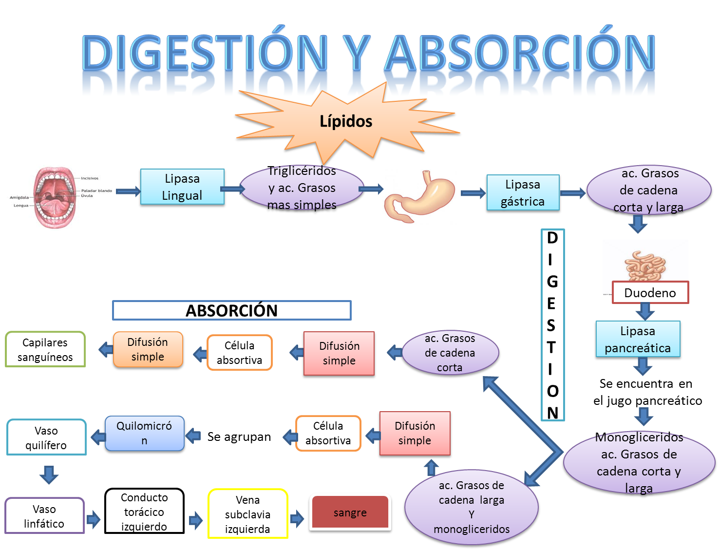 Fisiología Animal: Una manera más sencilla de aprender el proceso de ...