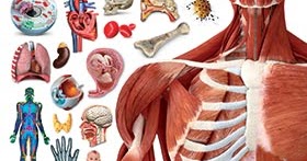 Boererate.com: Ontdek: Die menslike liggaam