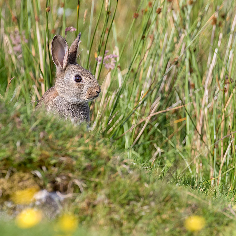 Photographing my travels: Exploring the Hebrides - Rum and Isle of Lewis