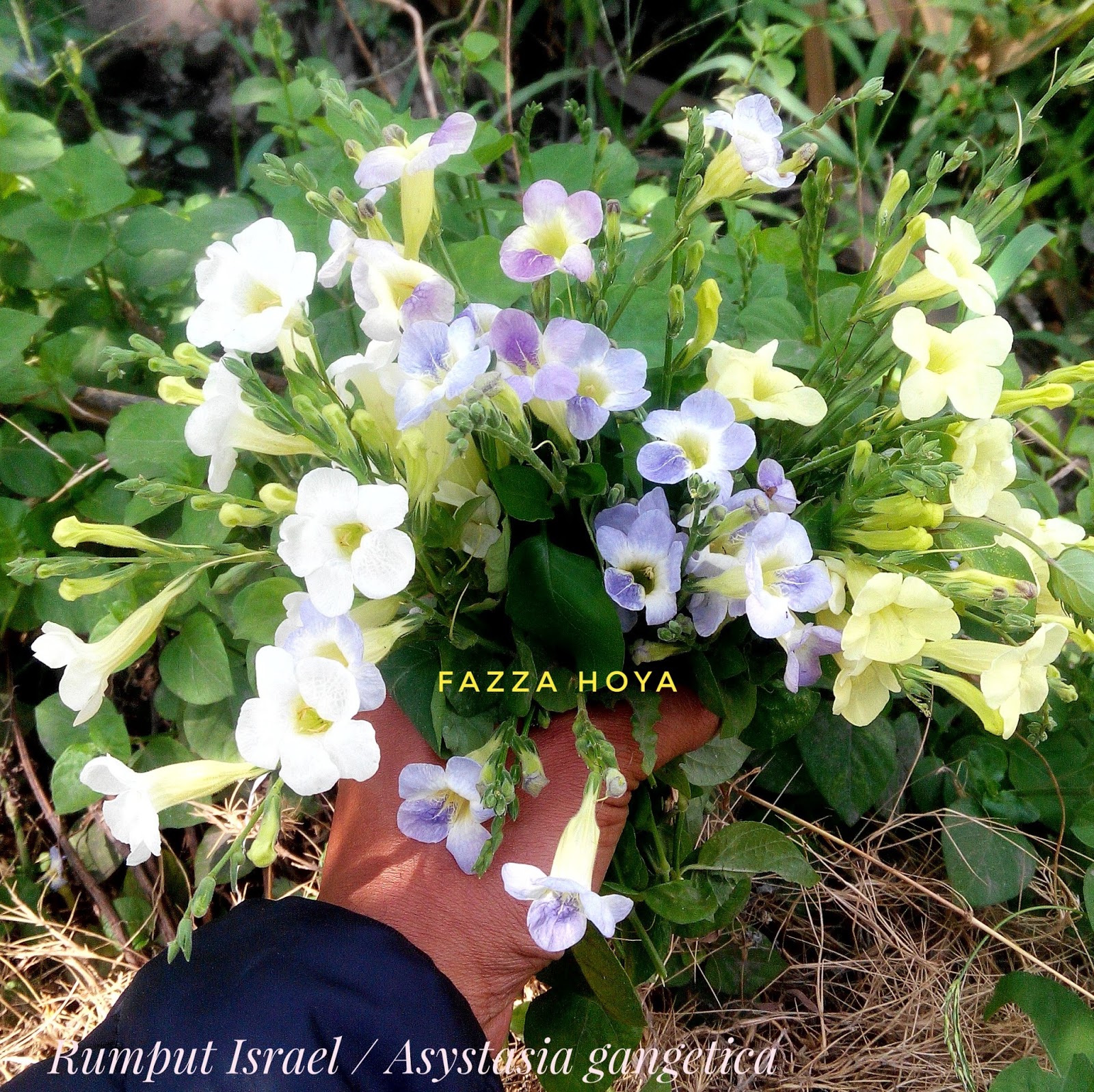 Fazza Hoya - Hoya Indonesia: ASYSTASIA GANGETICA / Rumput Israel ...
