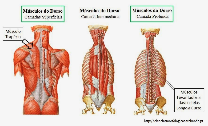 Iron Girl (Alessandra): Músculos e Movimentos da coluna vertebral