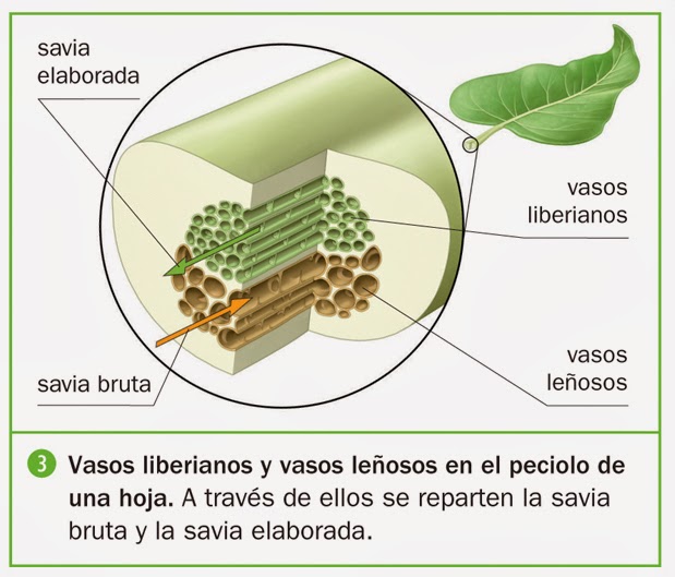 La Savia ~ Procesos Vitales en Las Plantas