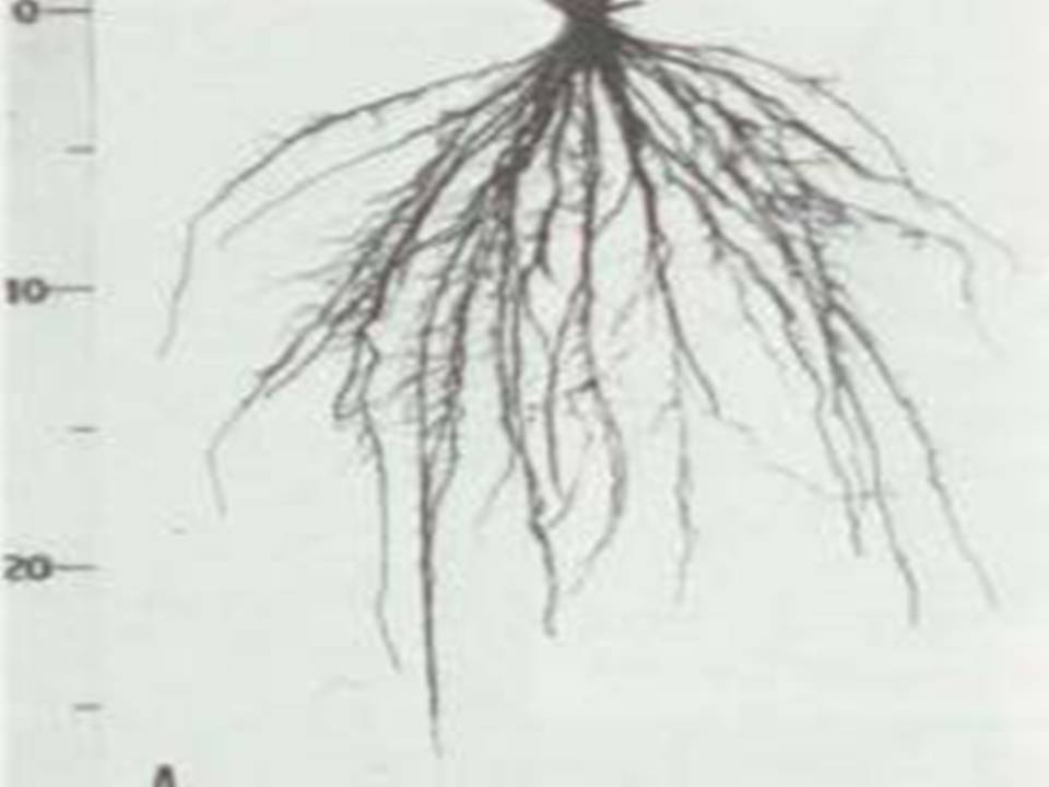 Populer 27+ Sketsa Gambar Padi