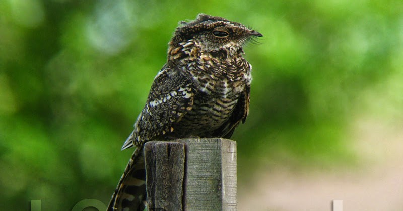 JORGE BARCALA CAMPO: Dormilón