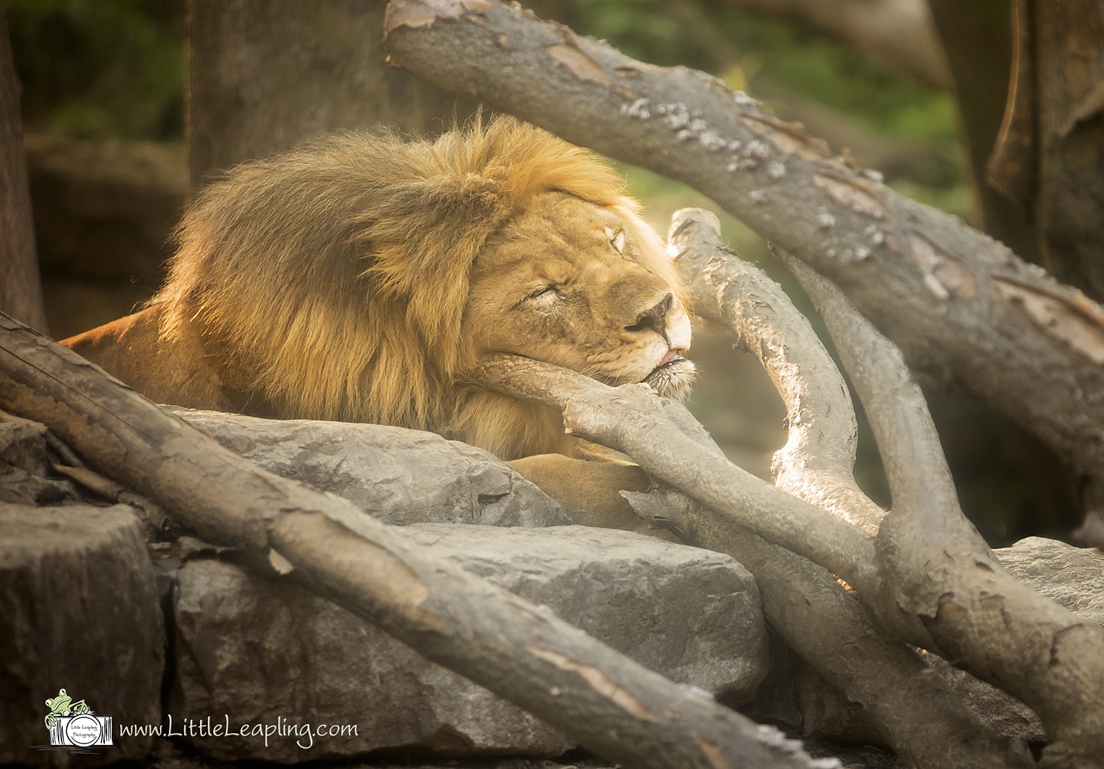 Little Leapling Photography: Zoom Zoom Zoo!