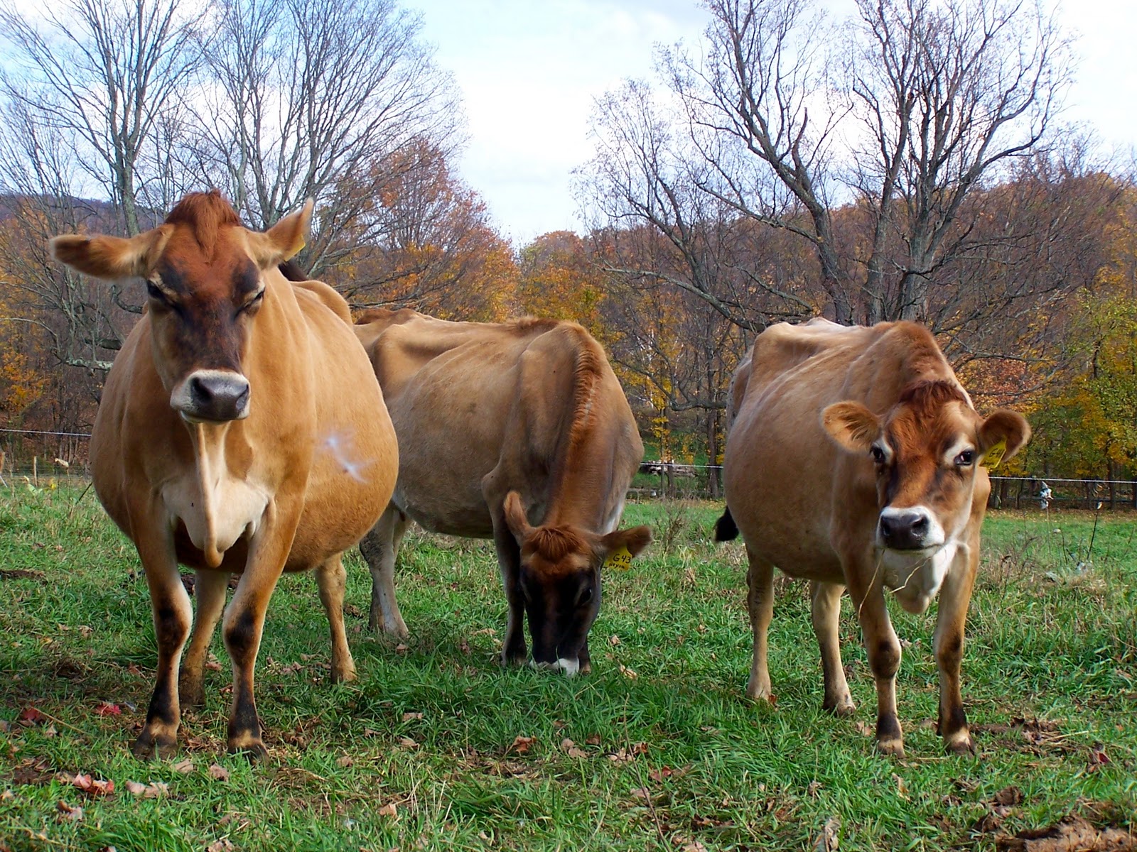 Wayward Goose Farm: Cow of the Day