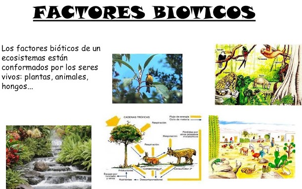 Biotico