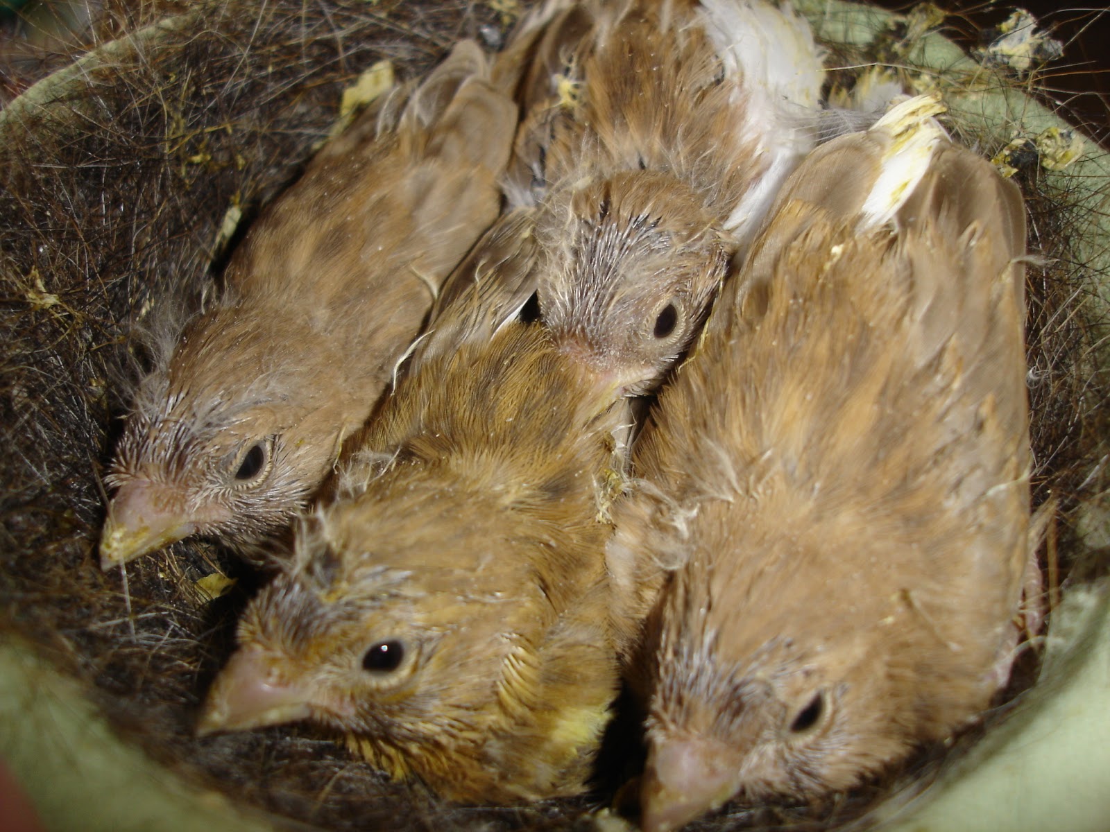 Timbrados Panama: Casos y Curiosidades de los Timbrados Brunos