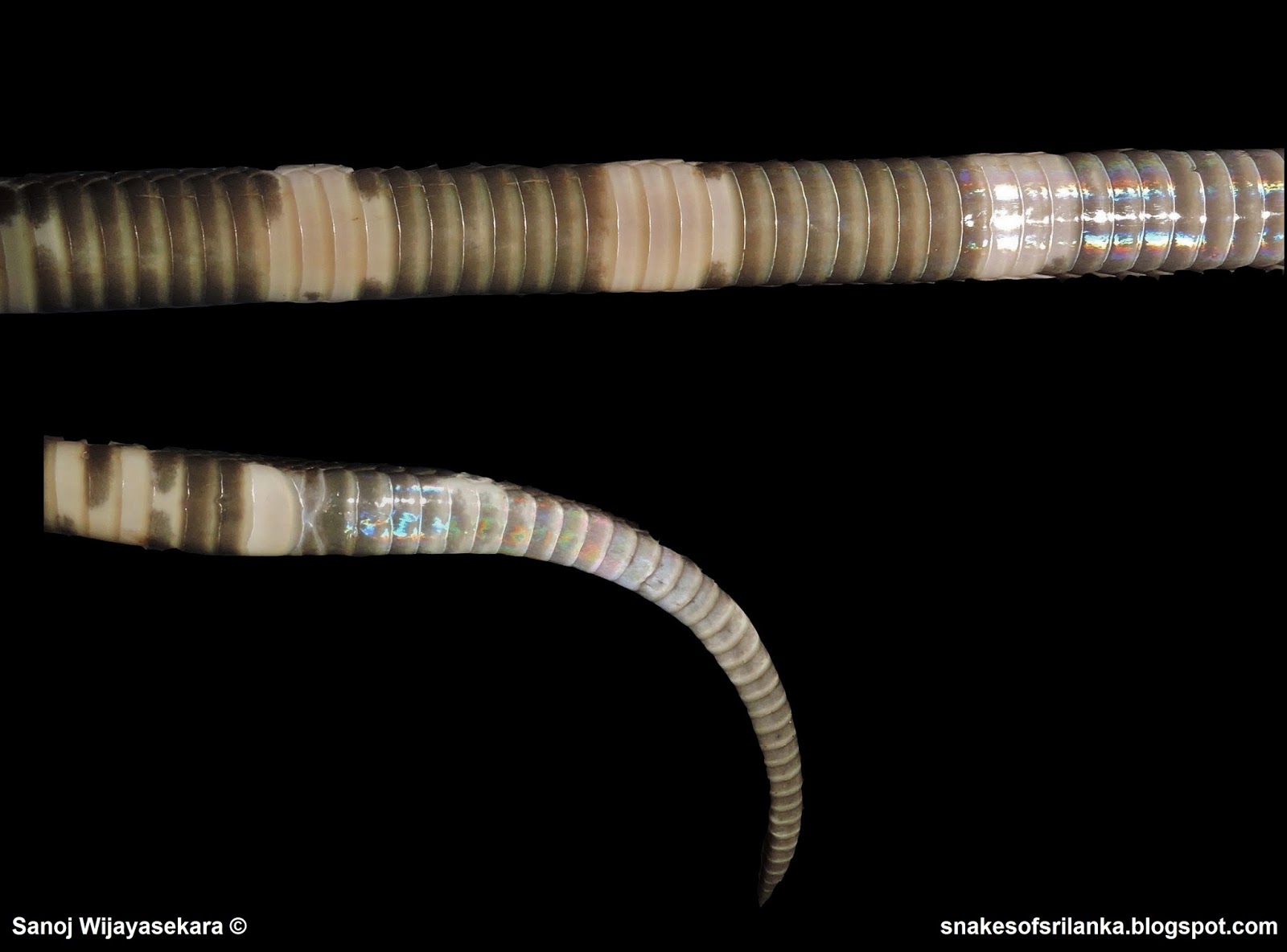 Sri Lankan Krait/මුදු කරවැලා (Bungarus ceylonicus-Günther, 1858)