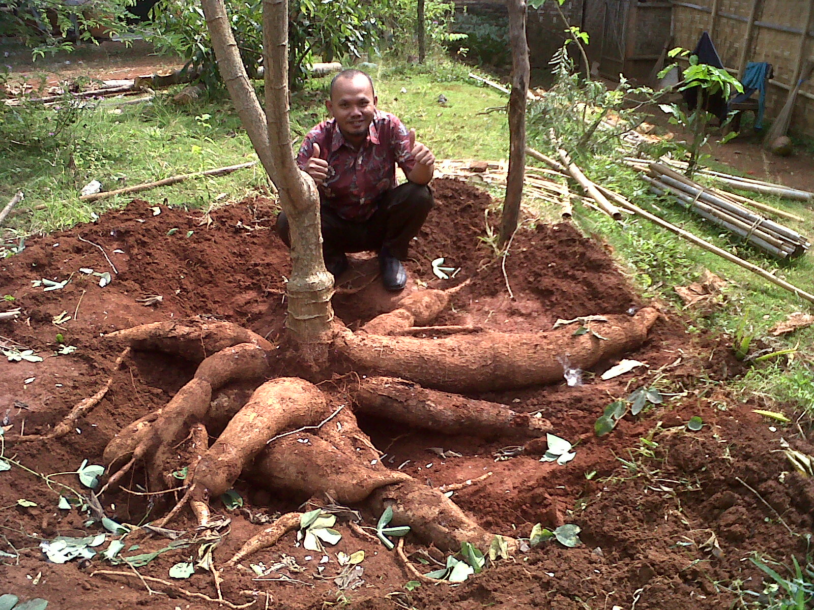 SEJARAH UBI KAYU MUKIBAT ~ Hasil Tani Kabupaten Pati