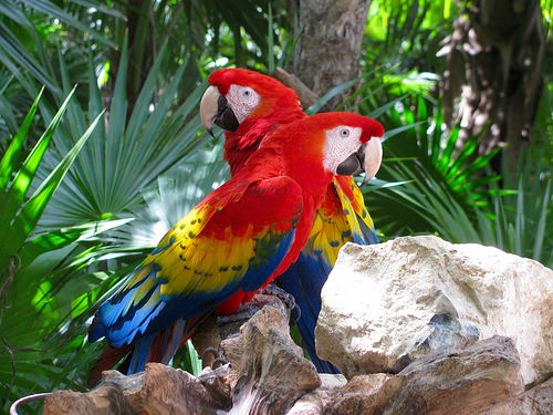 Apuntes y Viajes: Xcaret