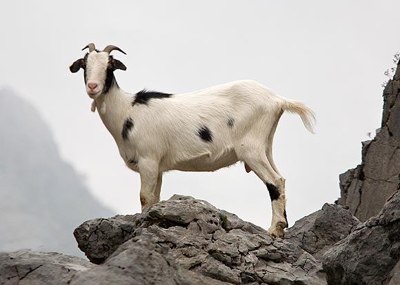.: DESTAPAMOS LA FAMOSA 'RUTA DE LAS CABRAS'