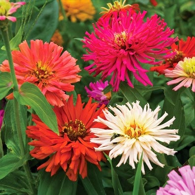 Terbaru 33 Gambar Bunga Zinnia Simple Dan Minimalis, Gambar Bunga