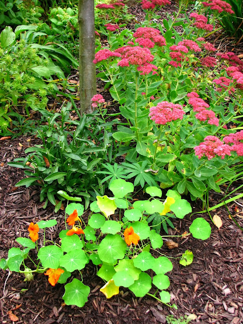 Mermaid At Frog Hollow: Tip toeing with Tootsie Oct 4th