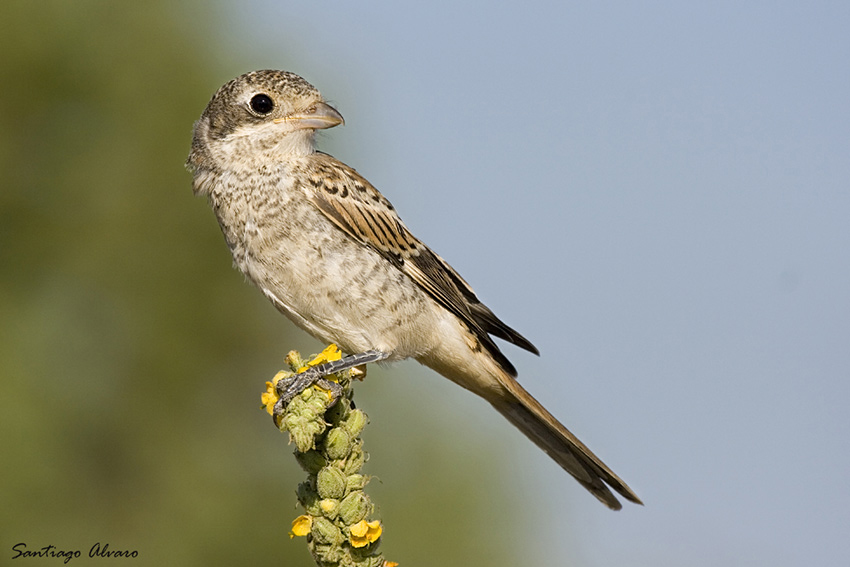 EL ALCAUDÓN COMÚN EN DECLIVE | La Web de Sebúlcor
