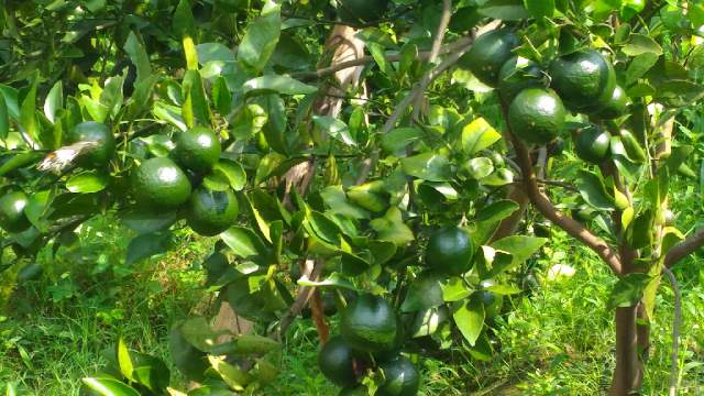 Petani Palas Kembangkan Perkebunan Jeruk dan Wisata Agro