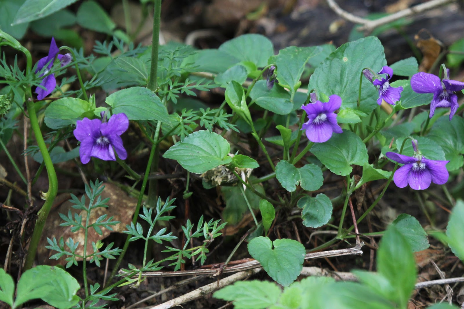 A Year Around Four Marks: 12th May - (Nothing But) Flowers...and a Kite!