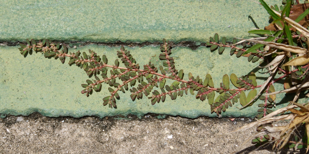 Euphorbia Serpyllifolia Thymeleaf Sandmat