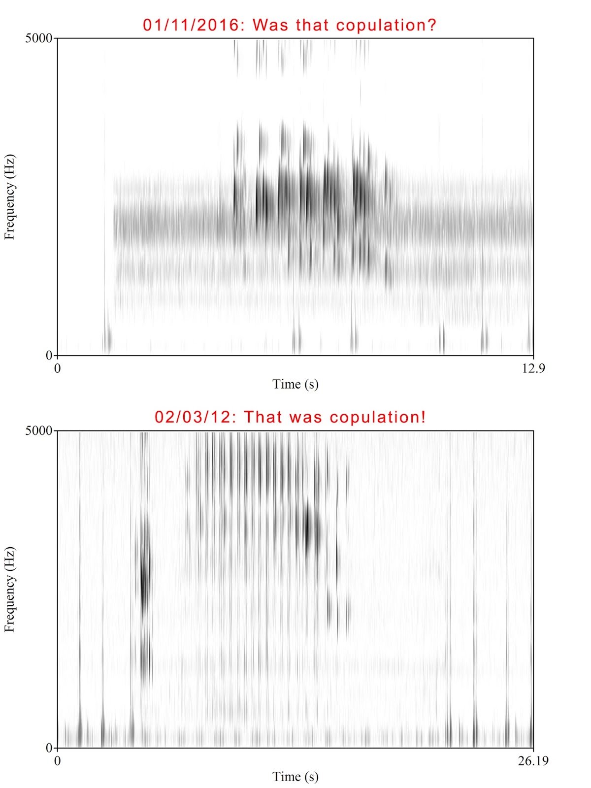 Raptor Resource Project Blog: Sounds of the Eagles