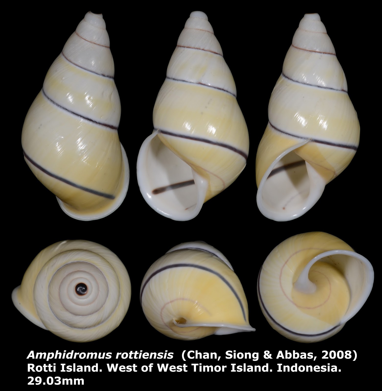 Dr. Lee's Gallery Museum: Amphidromus rottiensis 25.86 to 29.54mm