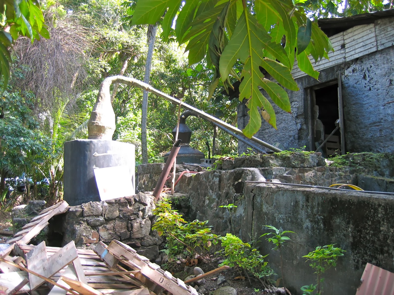 paradis express: Callwood Rum Distillery