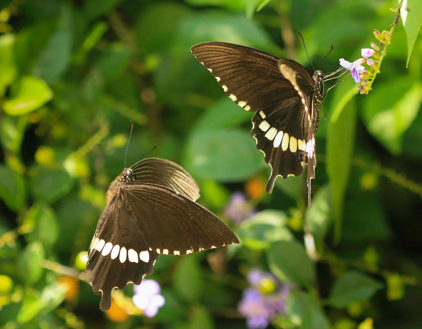 Butterflies of Vietnam: 148. Papilio polytes polytes (The Common Mormon)