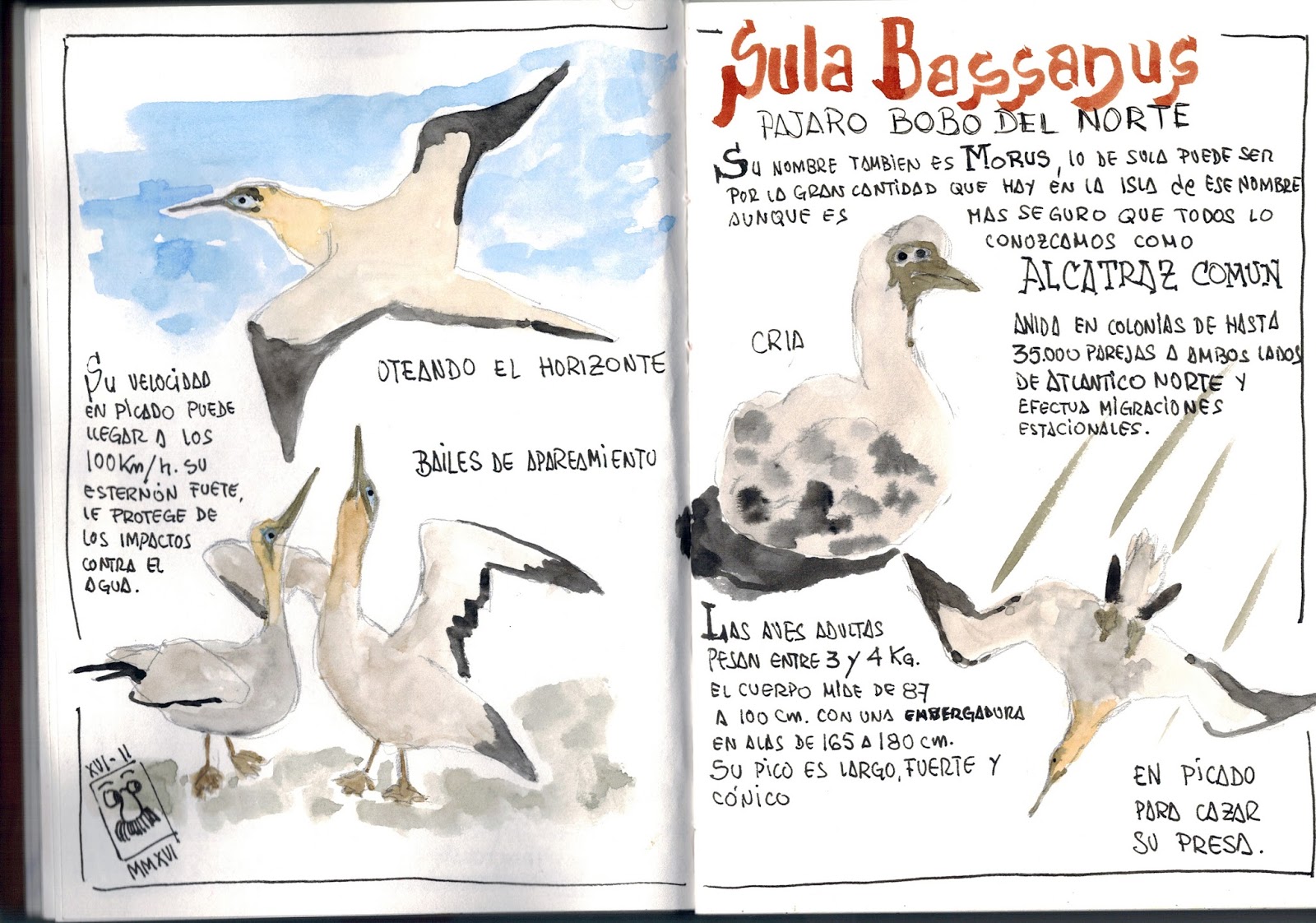 de vuelta con el cuaderno: EL PAJARO BOBO DEL NORTE o ALCATRAZ MORUS ...