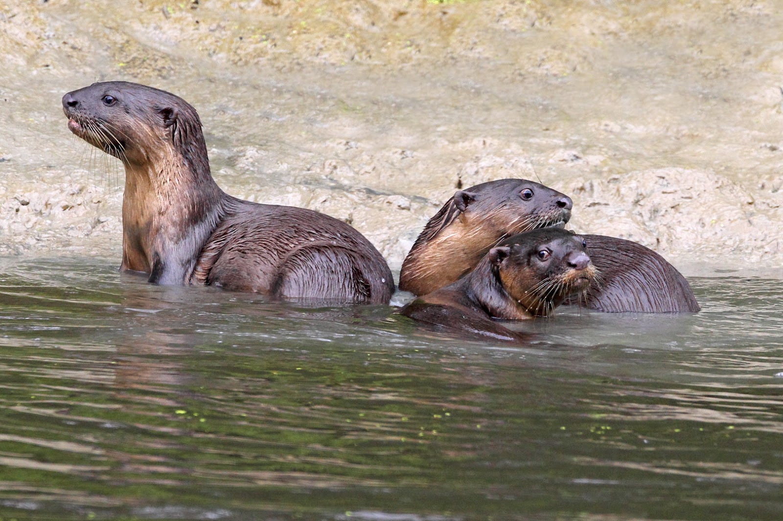 Smooth-coated Otters
