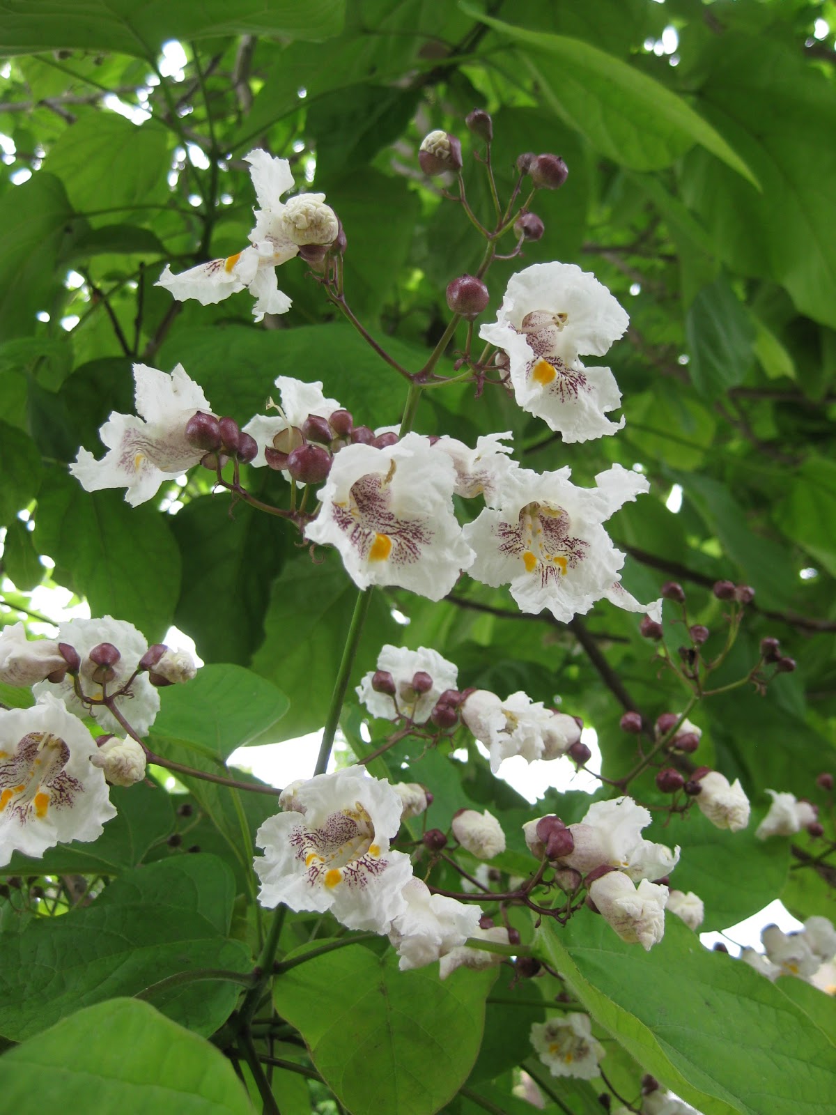 Trees of Santa Cruz County: Catalpa speciosa - Catalpa