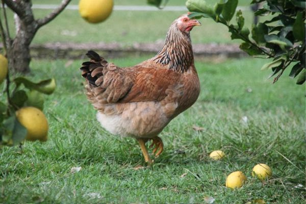 Thinking of keeping chooks? | down to earth