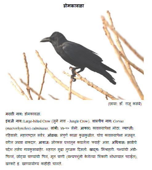World Tourist Destinations: Kavala bird information in marathi