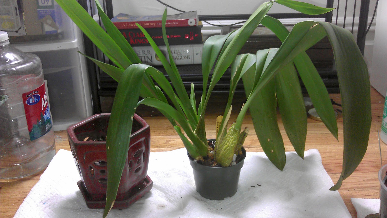 Marias Orchids Oncidium Noid A Set Back