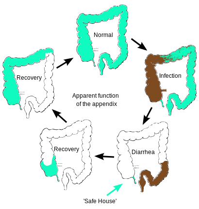 Scientia potentia est: Human Appendix could have an important ...