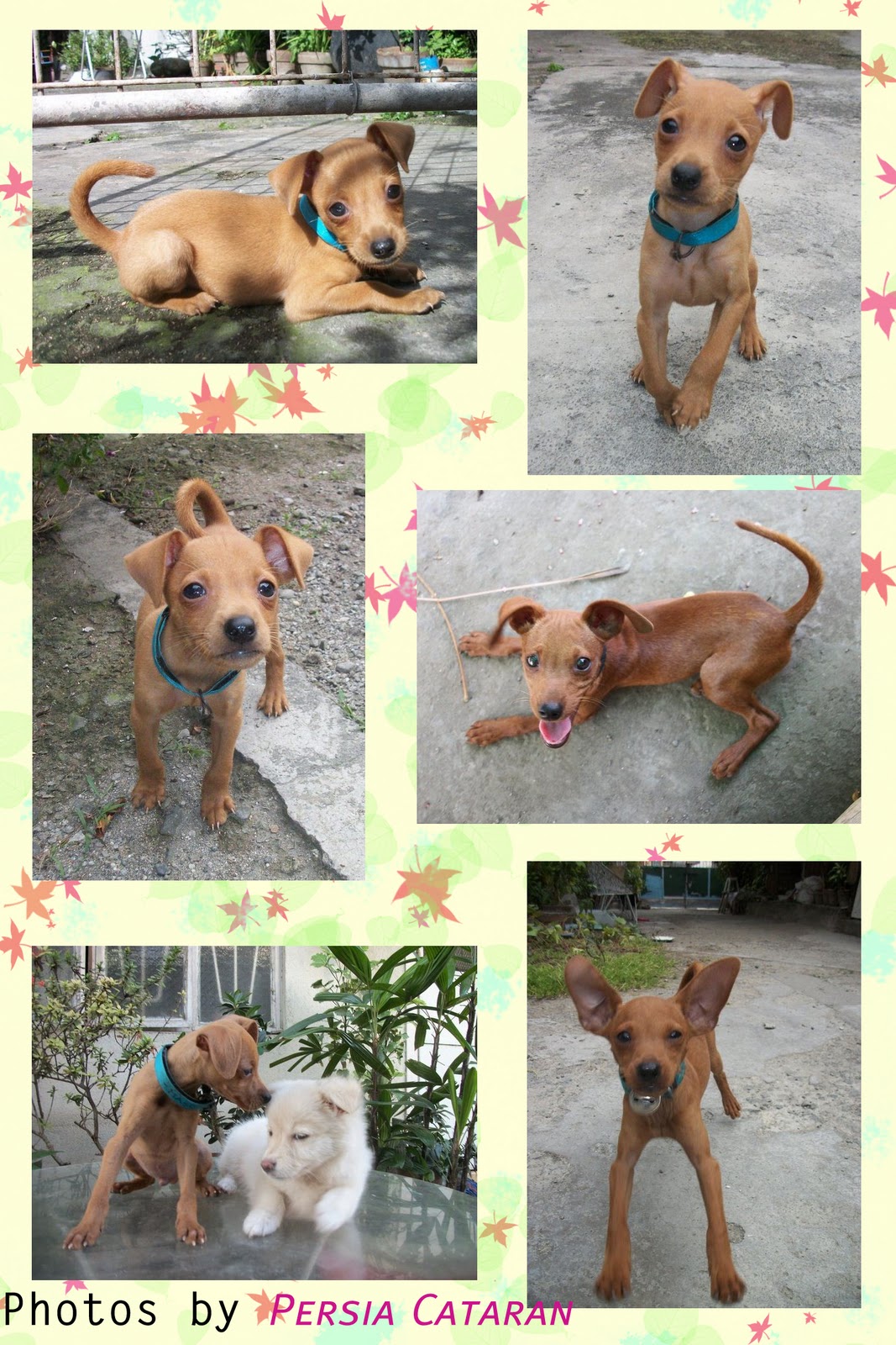 Doggies of the New World: March 2011