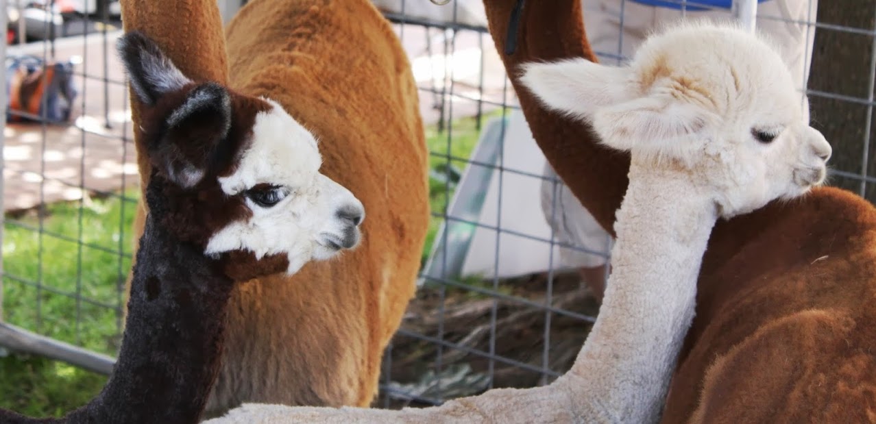 The Closet Intellectual: A Freshly Shorn Mini Llama Sorta Day~*