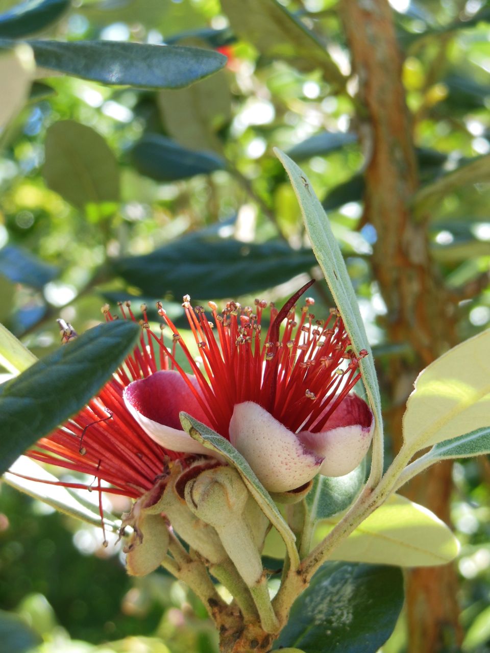 An angel in the garden: Two Babies, Three Visitors & a Pohutukawa Tree