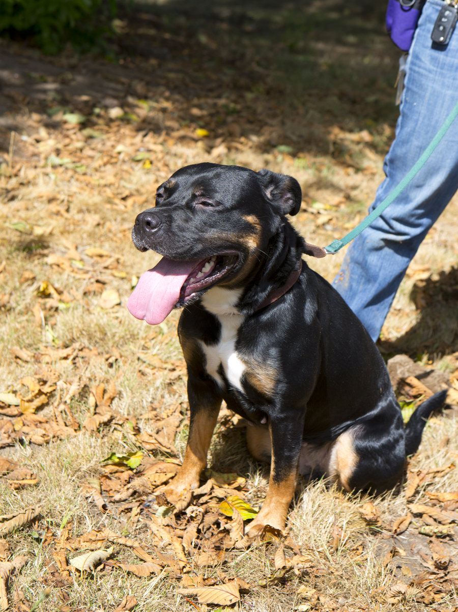 Shelter Dogs of Portland: "BANDI" playful tri-colored Staffy Bull ...