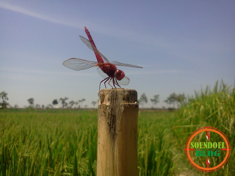 Sundul Langit: Capung Merah Suka di Foto