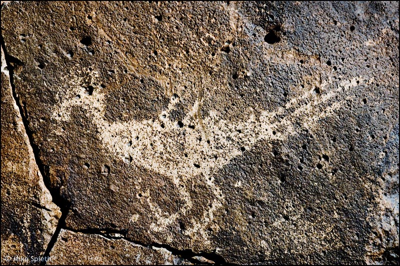 The Roadrunner: A Fascinating Icon of the American Southwest | Truck ...
