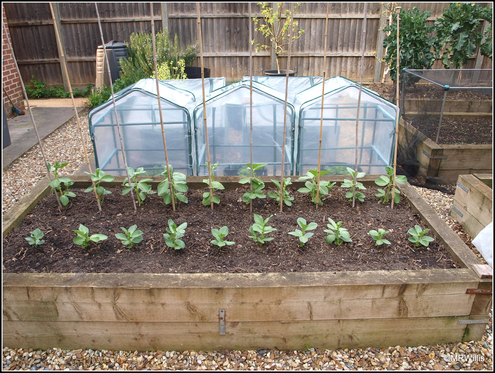 Mark's Veg Plot: Staking the Broad Beans