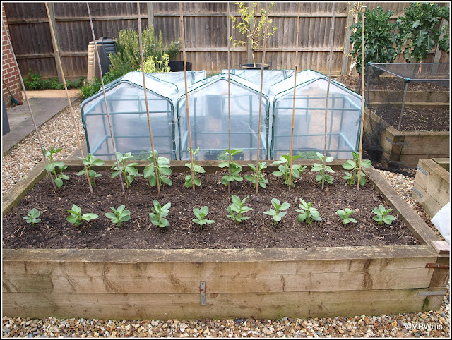 Mark's Veg Plot: Staking the Broad Beans