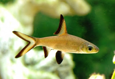 Balantiocheilus melanopterus - Bala Shark - poisson aquarium